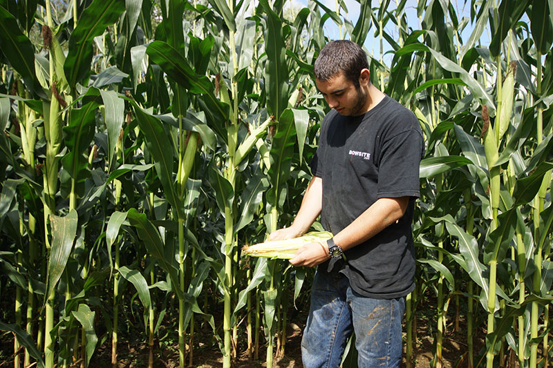 Food Plot Review 2014 - Seedway Field Corn - by DeerBuilder.com