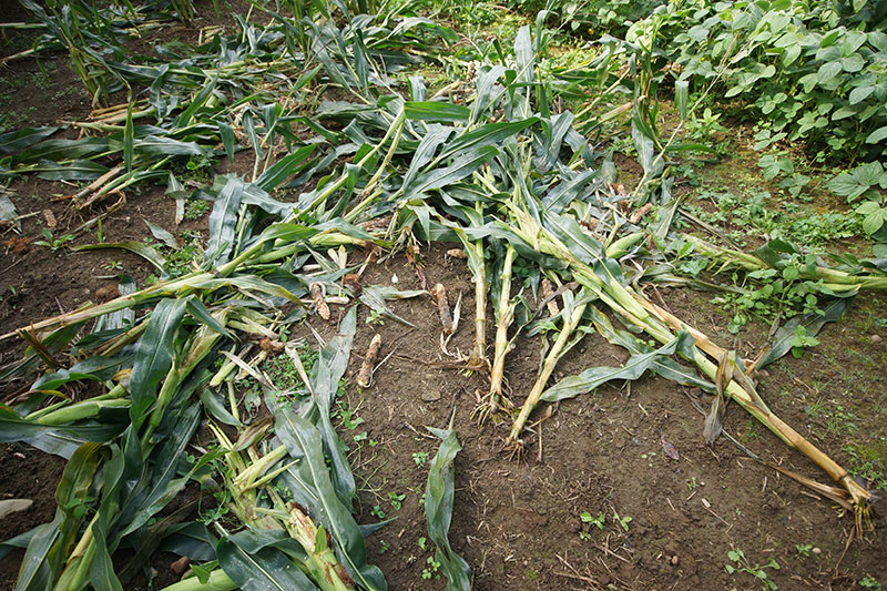Food Plot Review 2014 - Seedway Field Corn - by DeerBuilder.com