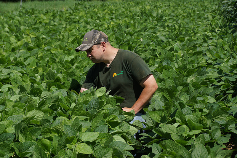 Food Plot Review 2014 - Real World Soybeans - by DeerBuilder.com