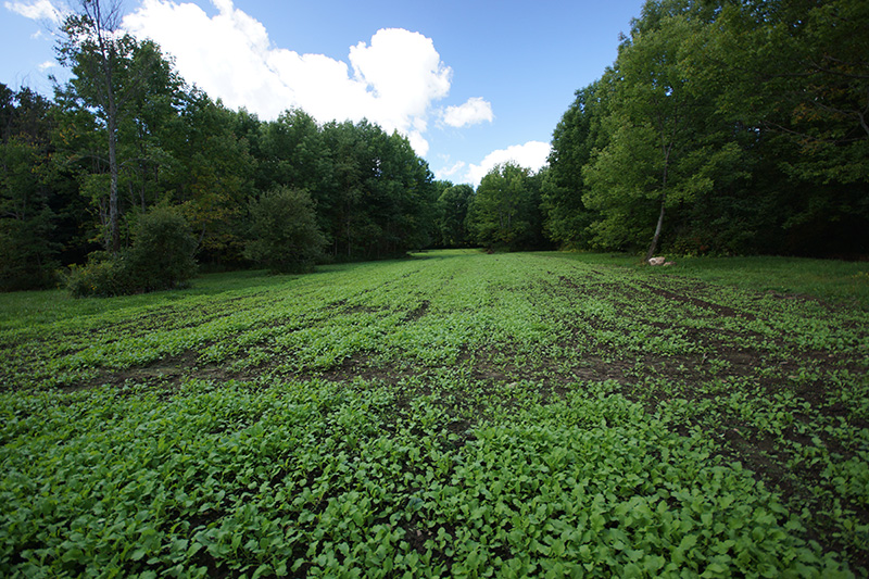 Food Plot Review 2014 - Eagle Soybeans - by DeerBuilder.com