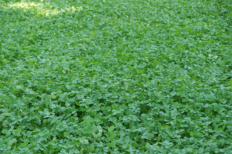Food Plot Review 2014 - Regal Graze Ladino Clover Test Plot - by ...