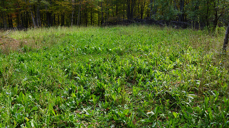 Ladino Clover, volunteer oats, six-point chicory - DeerBuilder.com's ...