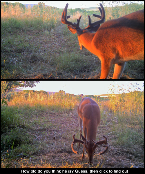 Aging Deer on the Hoof - by DeerBuilder.com